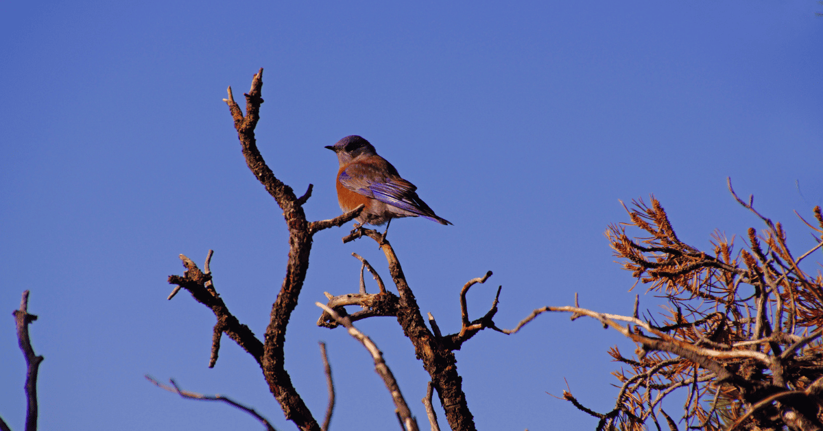 14 Blue Birds That Make Birdwatching Surprisingly Cool