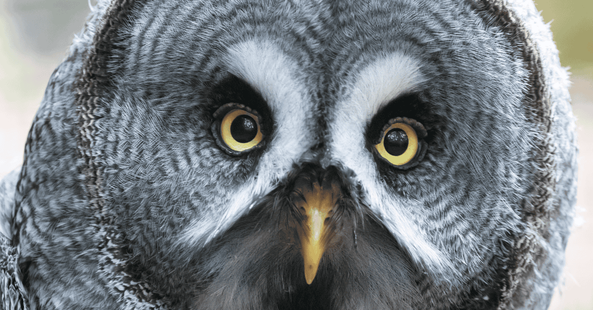 The Great Gray Owl: A Silent Ruler of the Northern Forest