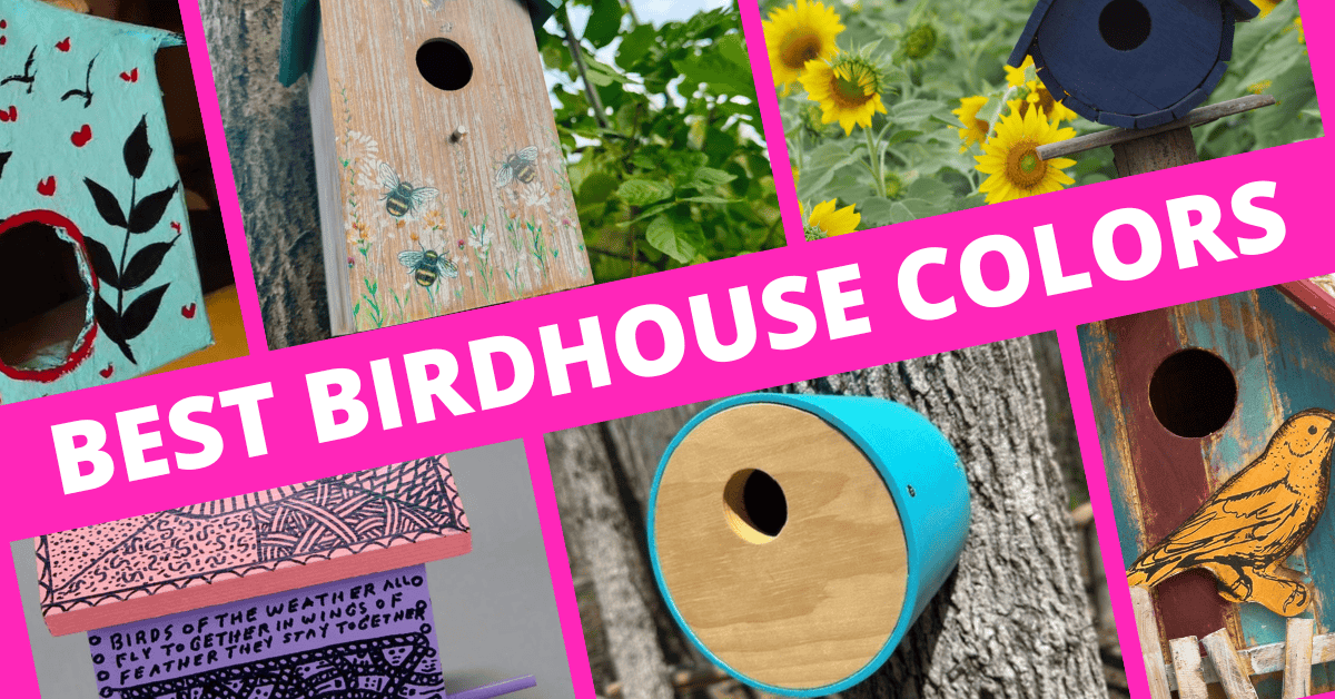 The Essential Guide to Birdhouse Colors: Elevate Your Outdoor Space