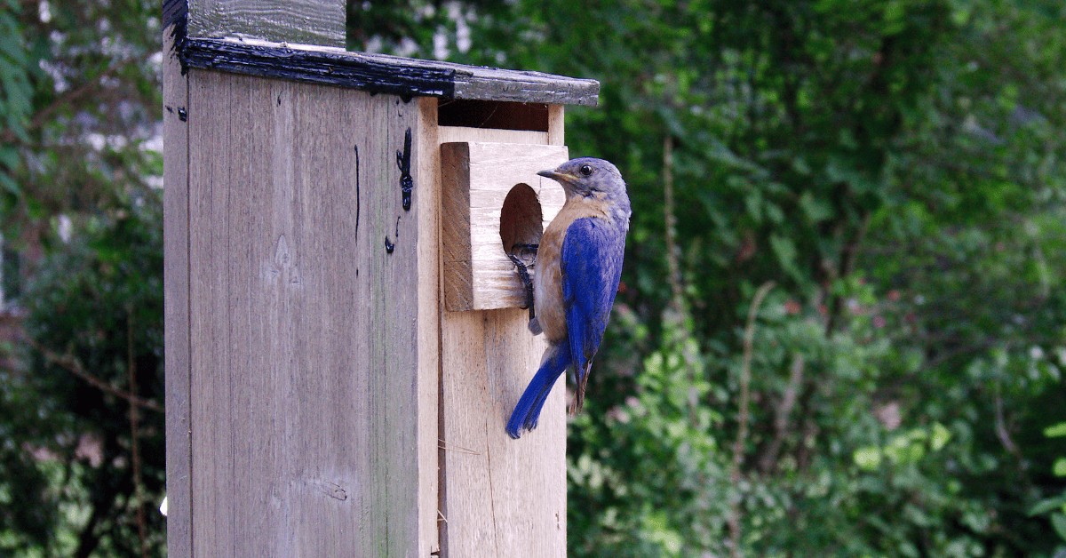 The Essential Guide to Birdhouse Colors: Elevate Your Outdoor Space