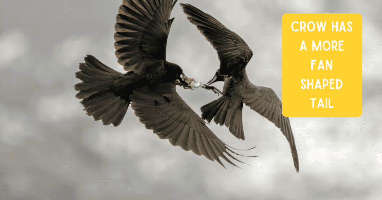 Ravens vs Crows, What's the Difference? - Ask A Wild Life Rehabber