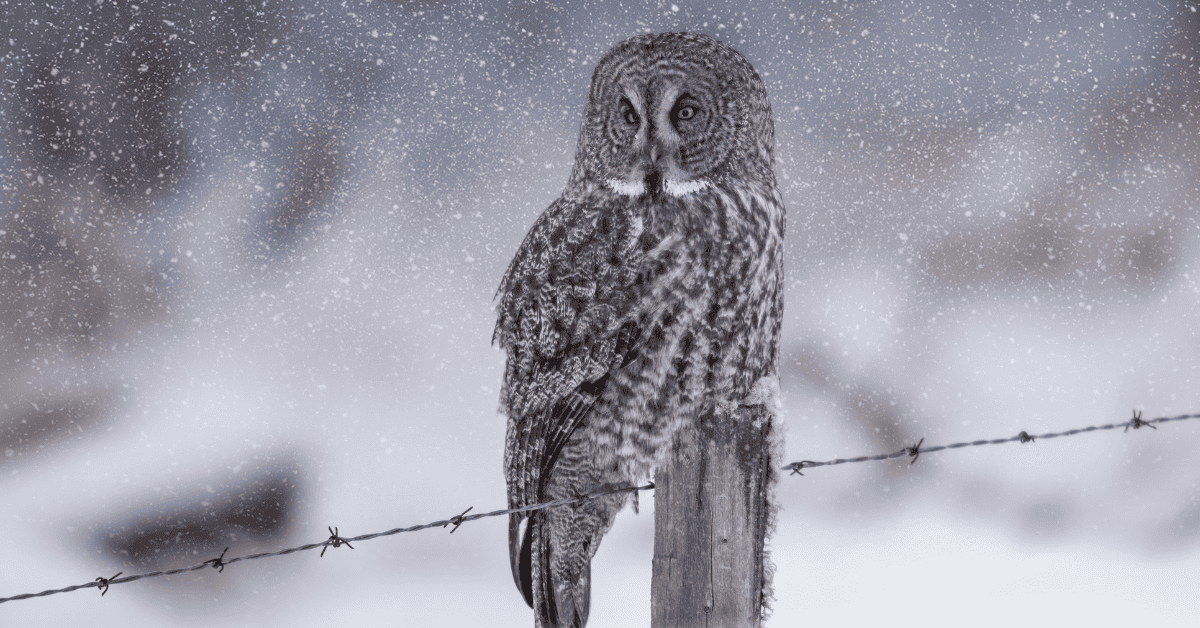 The Great Gray Owl: A Silent Ruler of the Northern Forest