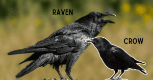 Ravens vs Crows, What's the Difference? - Ask A Wild Life Rehabber