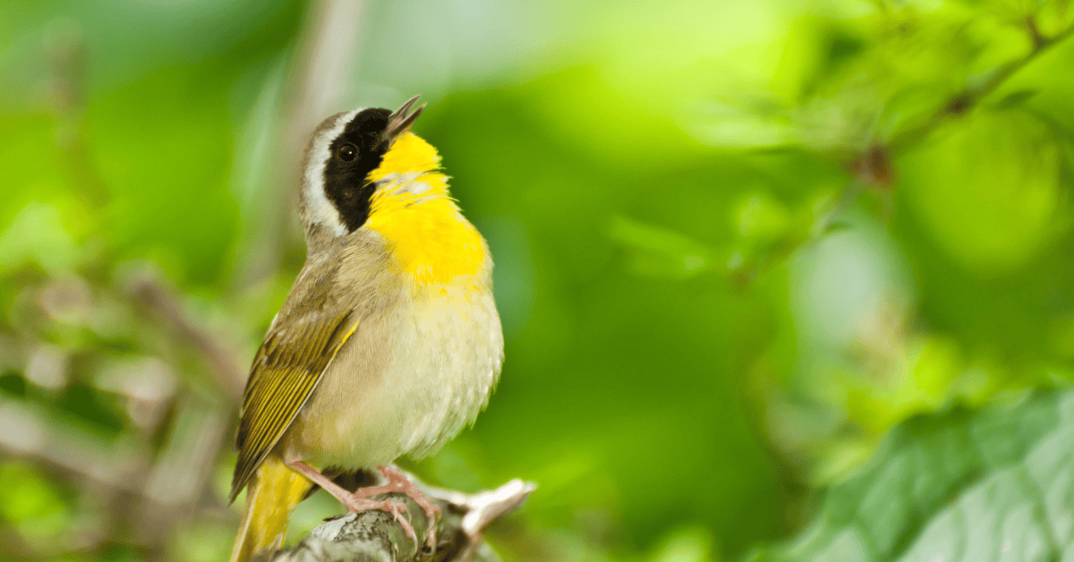 10 Yellow Birds That Might Just Steal Your Heart