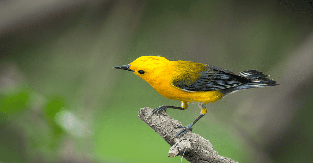 10 Yellow Birds That Might Just Steal Your Heart