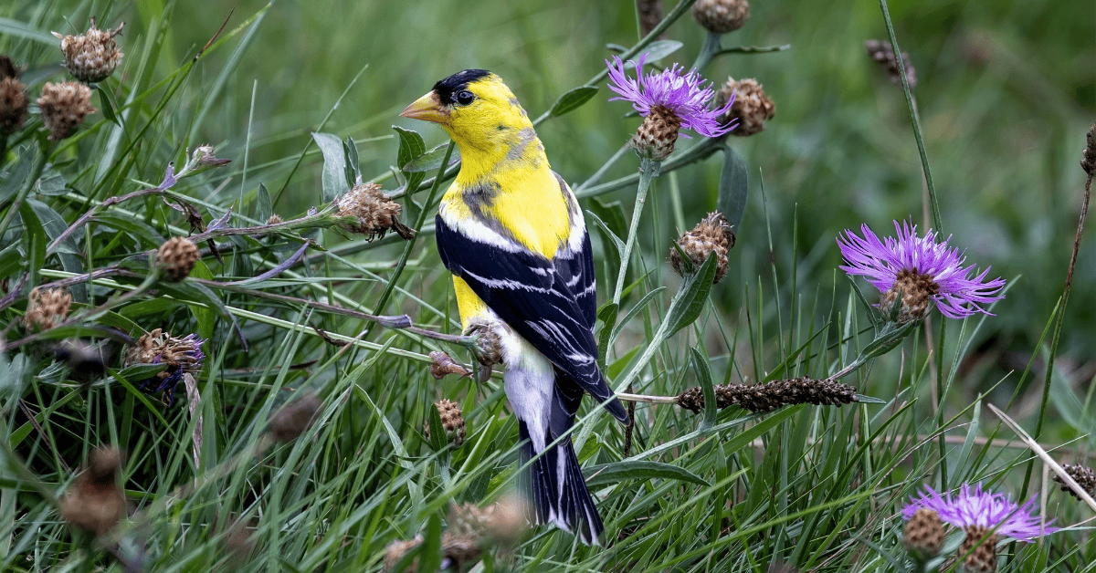 10 Yellow Birds That Might Just Steal Your Heart