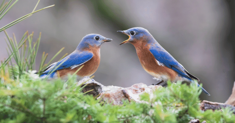 Eastern Bluebird 101: A Snapshot Guide with Fun Facts