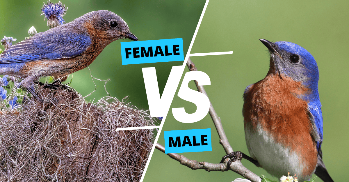 Eastern Bluebird 101: A Snapshot Guide with Fun Facts