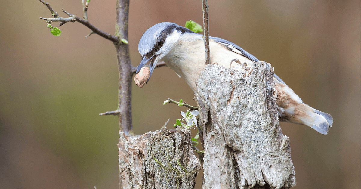 8 Ways to Attract Nuthatches | Birdy