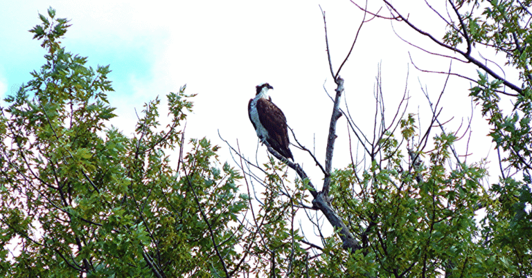 12 Things That Make the Osprey Cooler Than Your Average Raptor