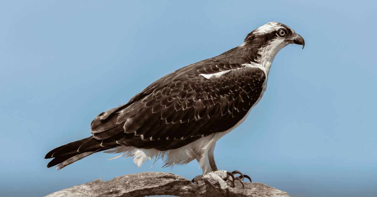 12 Things That Make the Osprey Cooler Than Your Average Raptor