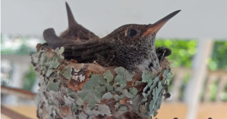 8 Hummingbird Nest Facts (Because You’ll Probably Never See One